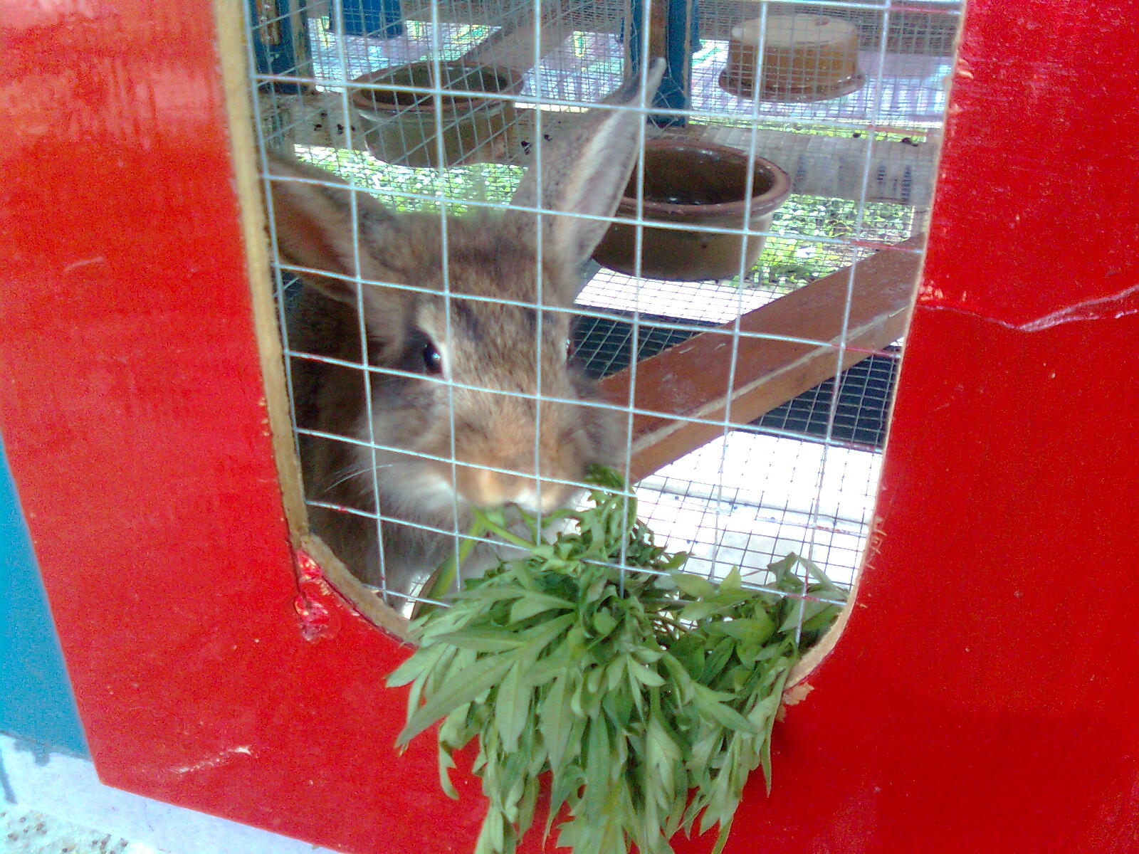 TAMAN ARNAB SMK LINGGIU: CARA MUDAH MENTERNAK ARNAB