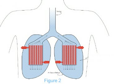 Artificial lungs: August 2010