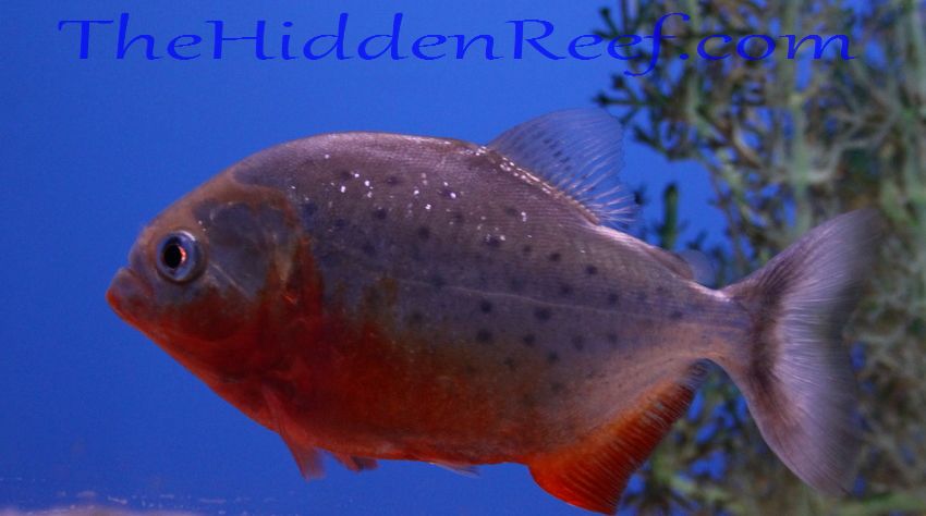 The Hidden Reef: Unique Freshwater Fish