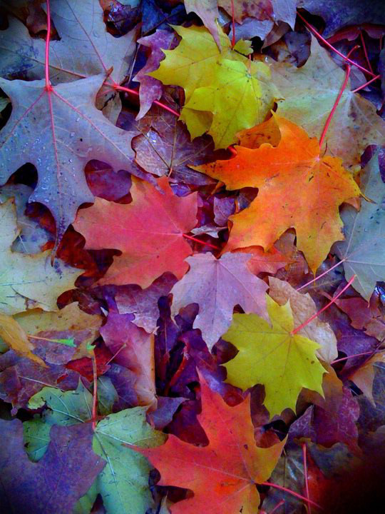 Plant Preview Brilliant Tree Leaf Color plant-preview-brilliant-tree-leaf-color