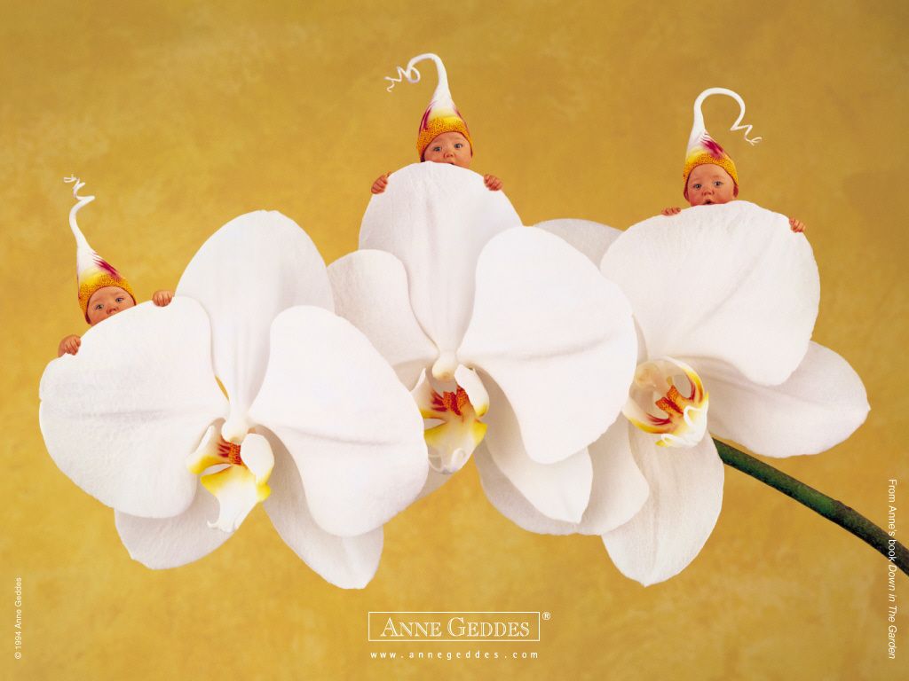 MUZAK-THE ONE AND ONLY: Baby Pictures by Anne Geddes (70 Amazing Photos)