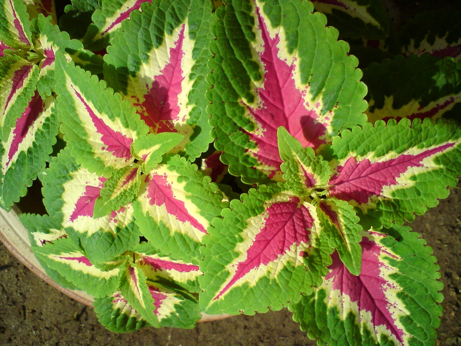 Jom Tanam Bunga: Ati-Ati Dengan Bunga Kana