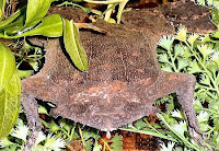 ViSioN BeTa: Ranas con crías que salen de su espalda.