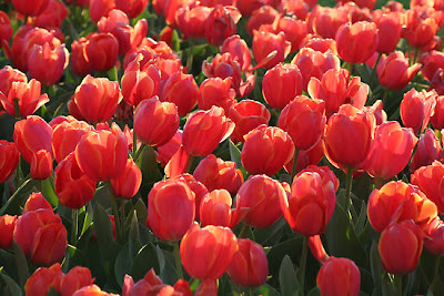 Red Tulips | FLOWERS,ROSE,Bridal Bouquet,Iris Flower Bouquet