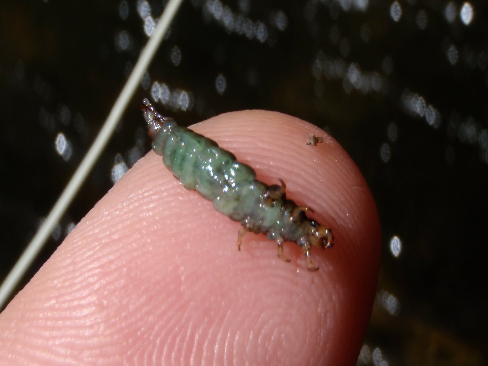 The Jersey Angler: Another good day for the Cooper Bug