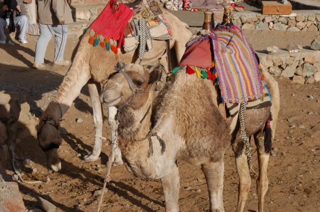 Egypt 2009 Photo Gallery