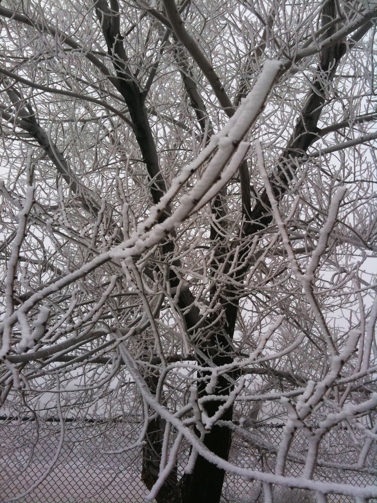 Mrs. Fredrickson's 2nd Grade Class: Pogonip