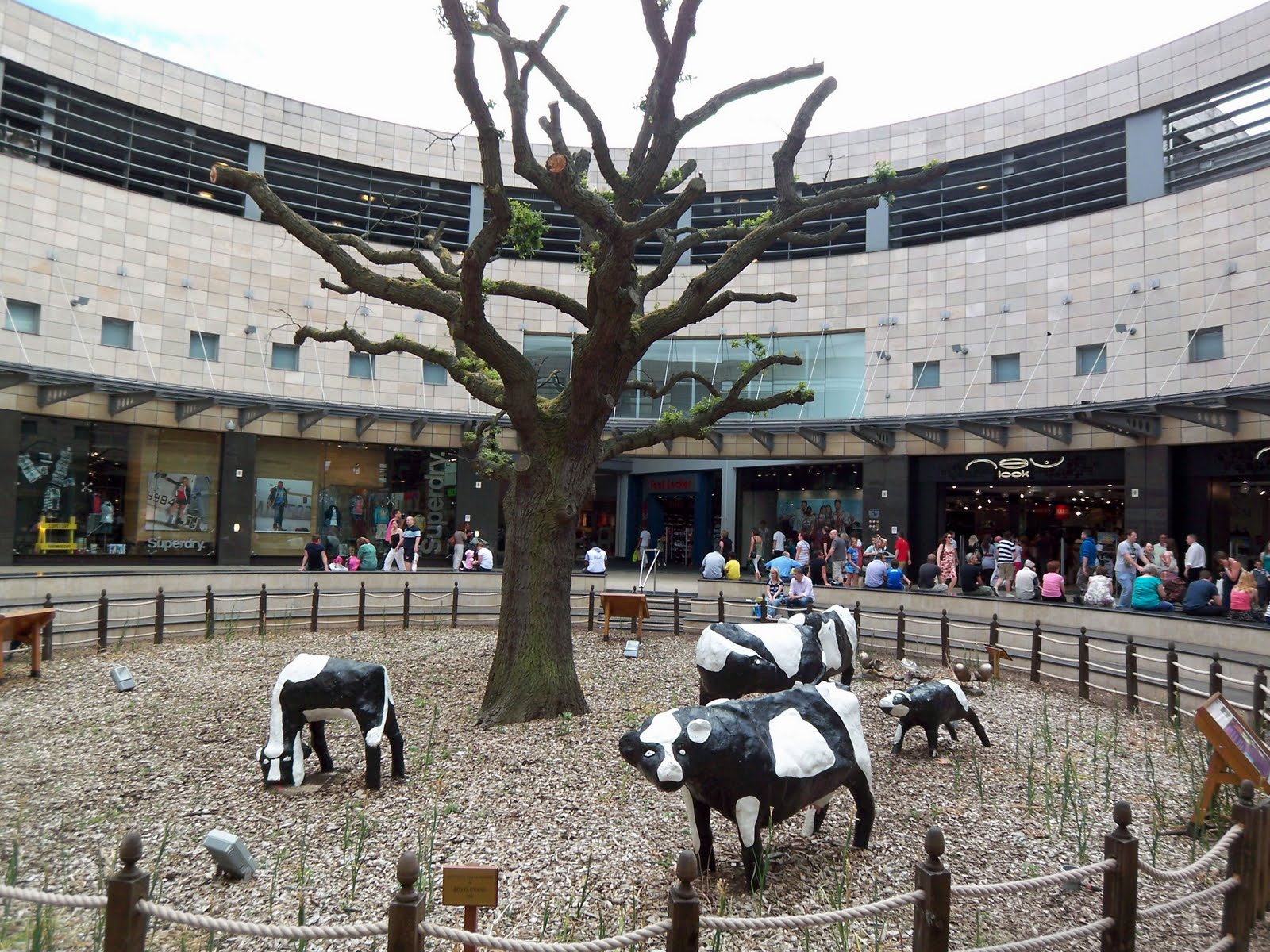 calvers: Concrete Cows