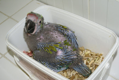 L'ACTUALITE DU ZOO DE JURQUES ( en Normandie ): L'évolution d'un bébé ...