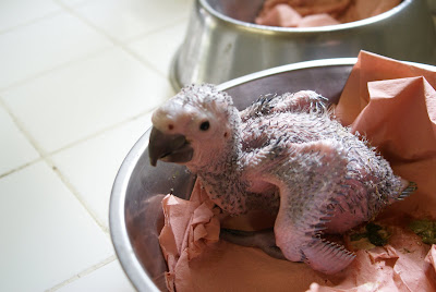 L'ACTUALITE DU ZOO DE JURQUES ( en Normandie ): L'évolution d'un bébé ...