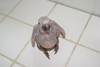 L'ACTUALITE DU ZOO DE JURQUES ( en Normandie ): L'évolution d'un bébé ...