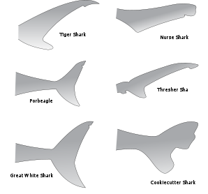 Aquatic Animals: Sharks ..!! :)