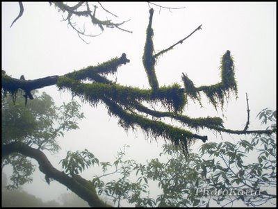 PhotoKatta! फोटोकट्टा!!: Hanging Gardan!