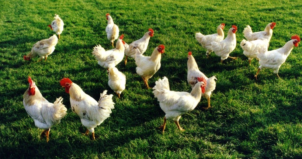 Aglio, Olio e Peperoncino: Pollo ai Peperoni - chicken and peppers recipe