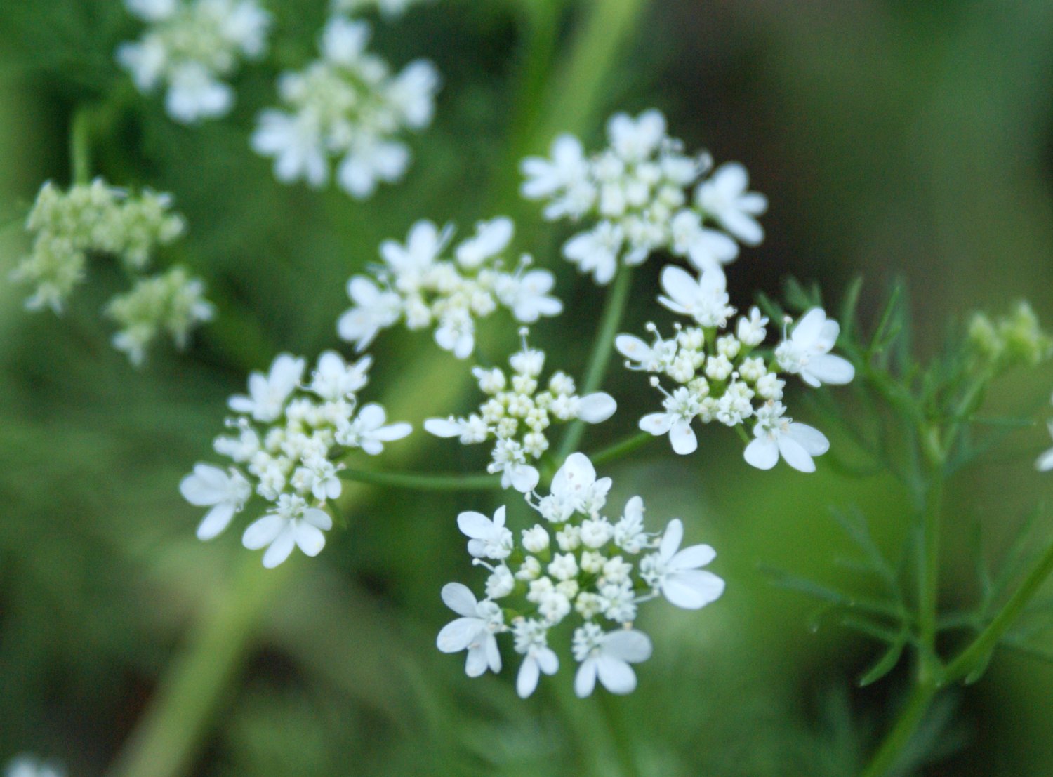 Tranquility Spot: Garden Updates