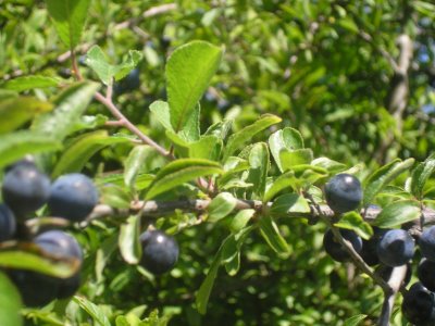 Berolines City: Abrunhos