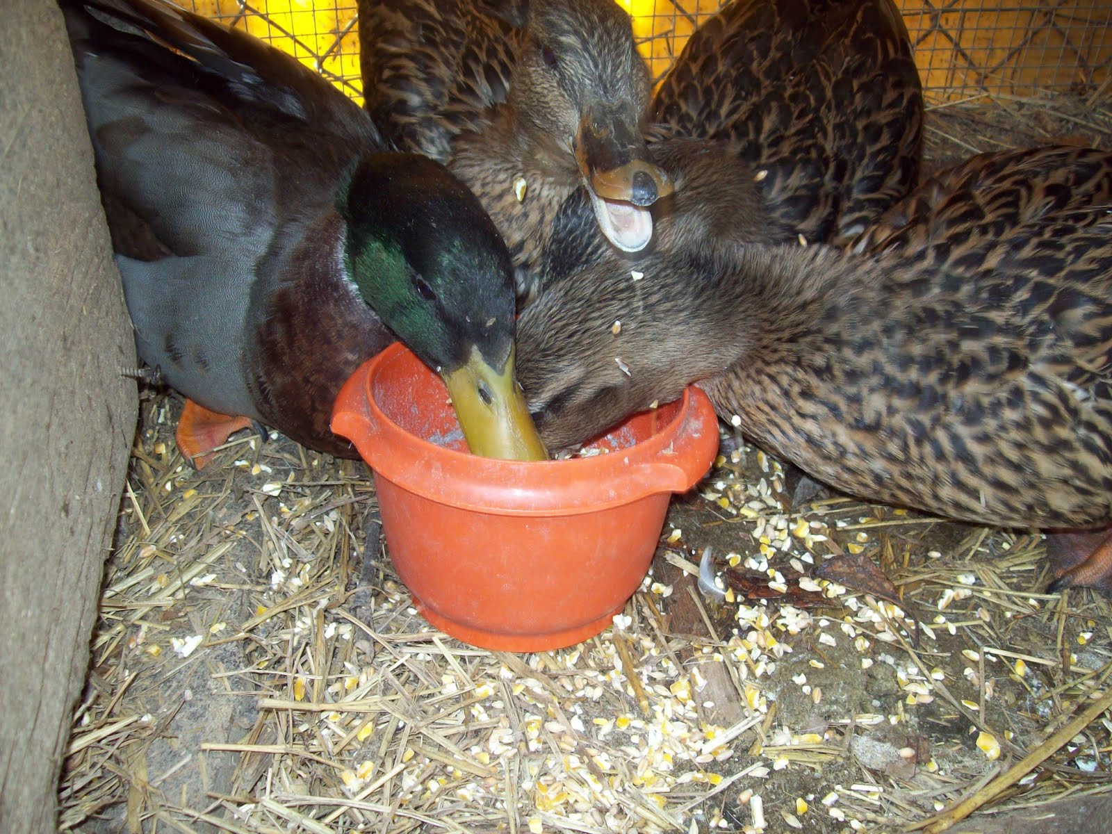 A Primitive Homestead: Cackling Ducks