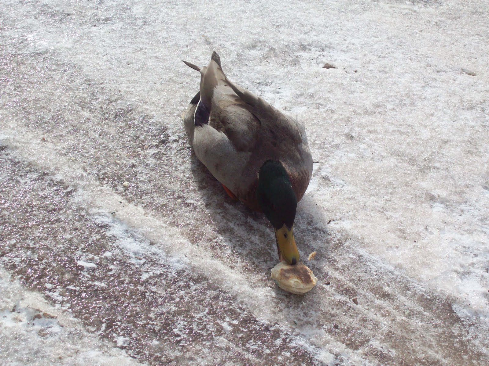 A Primitive Homestead: Cackling Ducks