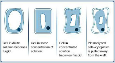 BIOLOGY ORDINARY LEVEL NOTES: PLASMOLYSED PLANT CELL