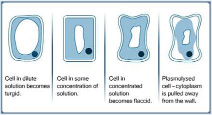 BIOLOGY ORDINARY LEVEL NOTES: PLASMOLYSED PLANT CELL