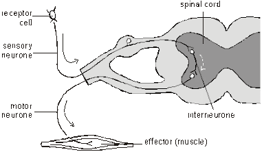 BIOLOGY ORDINARY LEVEL NOTES: REFLEX ACTION