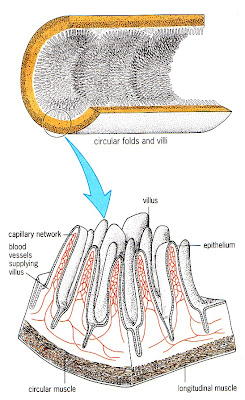 BIOLOGY ORDINARY LEVEL NOTES: HUMAN NUTRITION PART 8: ABSORPTION IN THE ...