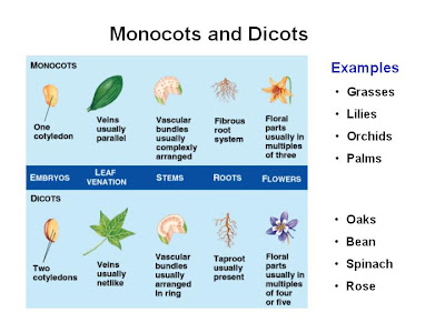BIOLOGY ORDINARY LEVEL NOTES: MONOCOTS VERSUS DICOTS