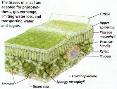 BIOLOGY ORDINARY LEVEL NOTES: PLANT NUTRITION PART 1:THE LEAF
