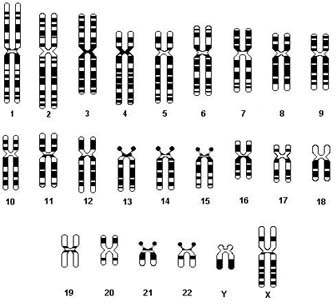 BIOLOGY ORDINARY LEVEL NOTES: CHROMOSOMES