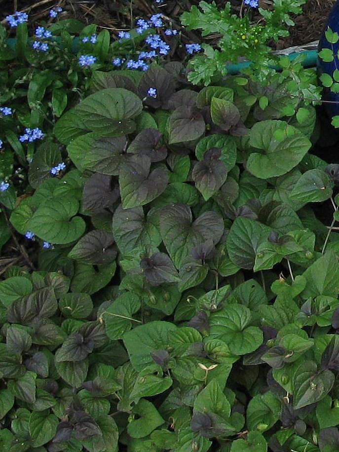 Once Upon A Dine in the Garden: Garden Close Ups - Smile