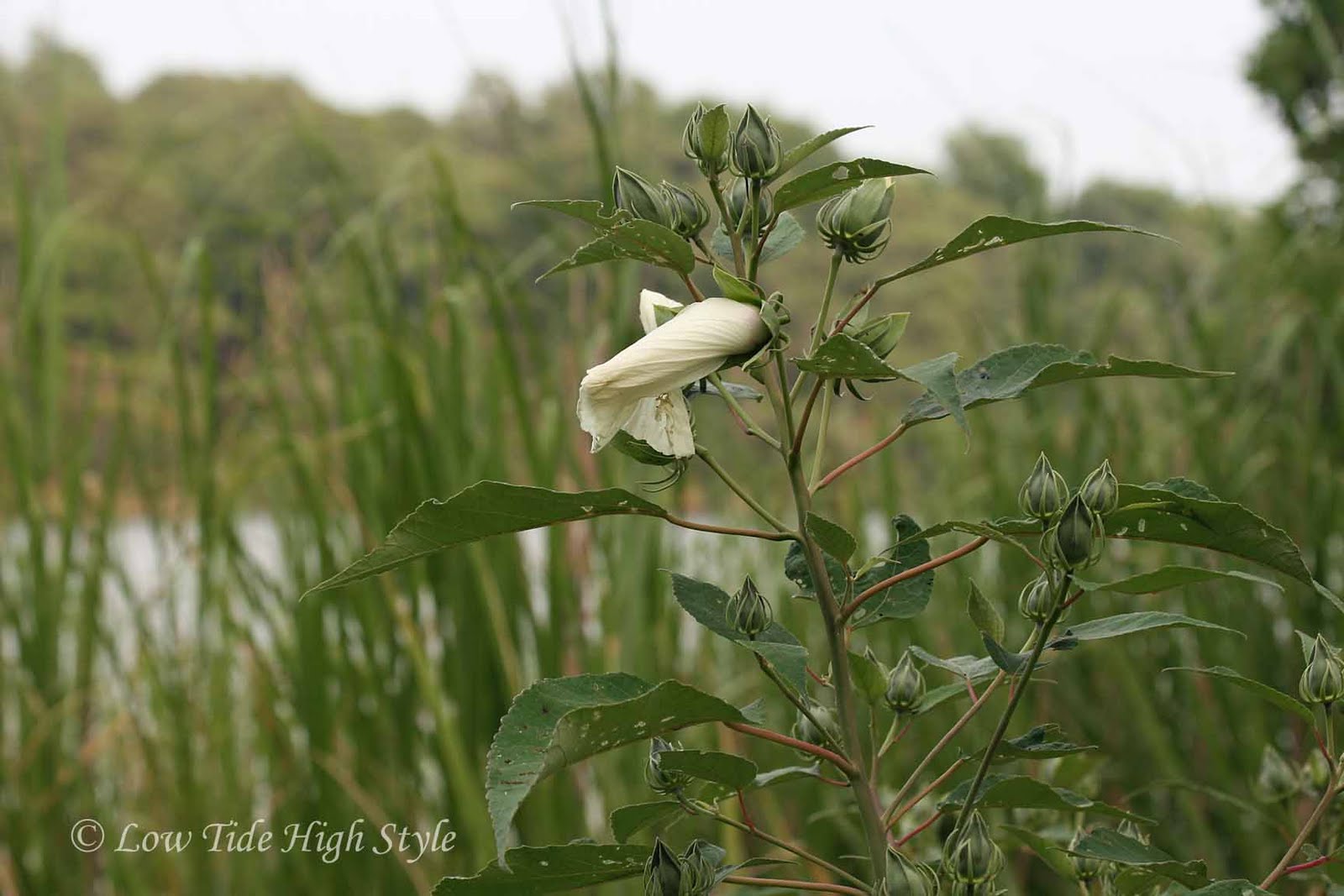 Low Tide High Style: Marsh Mallows