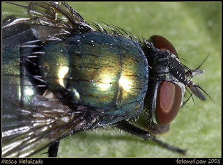 ciencias para todos: Las moscas panteoneras y