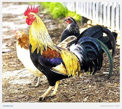 CHHOTO-DER BANGLA CHORA AR GOLPO: Morog O Murgi