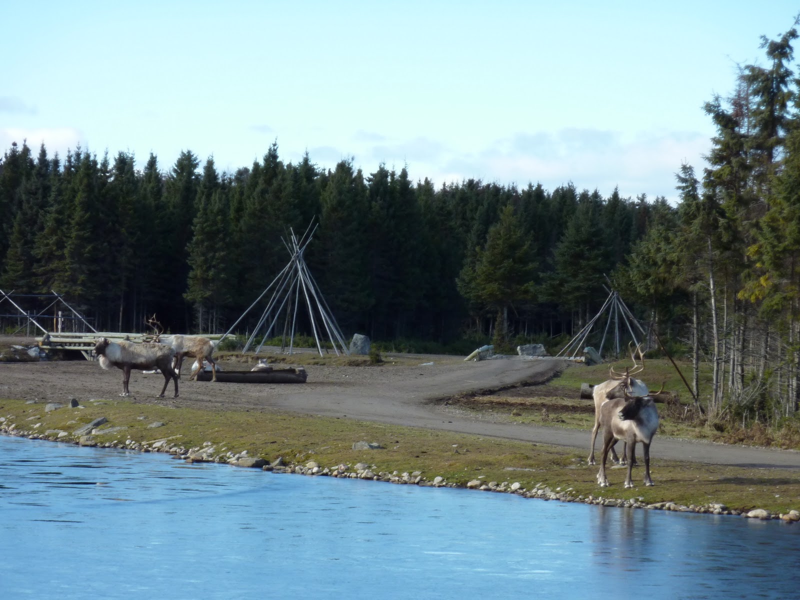 Léo et Guillaume au pays des cariboux 2: Zoo St-Félicien : Parc des ...
