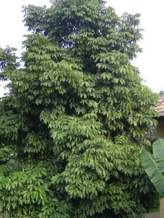 FEATURING: BEST BICOLANO FOODS AND PRODUCTS: BICOL CANDIED PILI NUTS ...