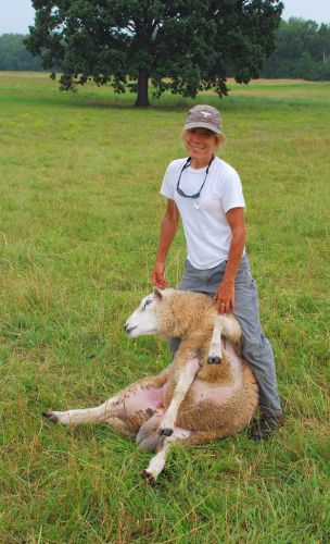 Education In Paradise: I AM the ultimate sheep flipper!