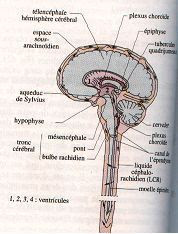 ANATOMIE: Le systeme nerveux central