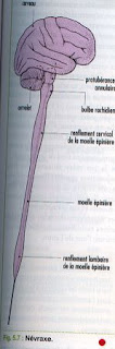 ANATOMIE: Le systeme nerveux central