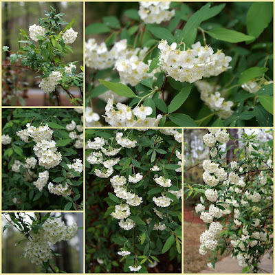 A Little Loveliness: Bridal Veil in Bloom