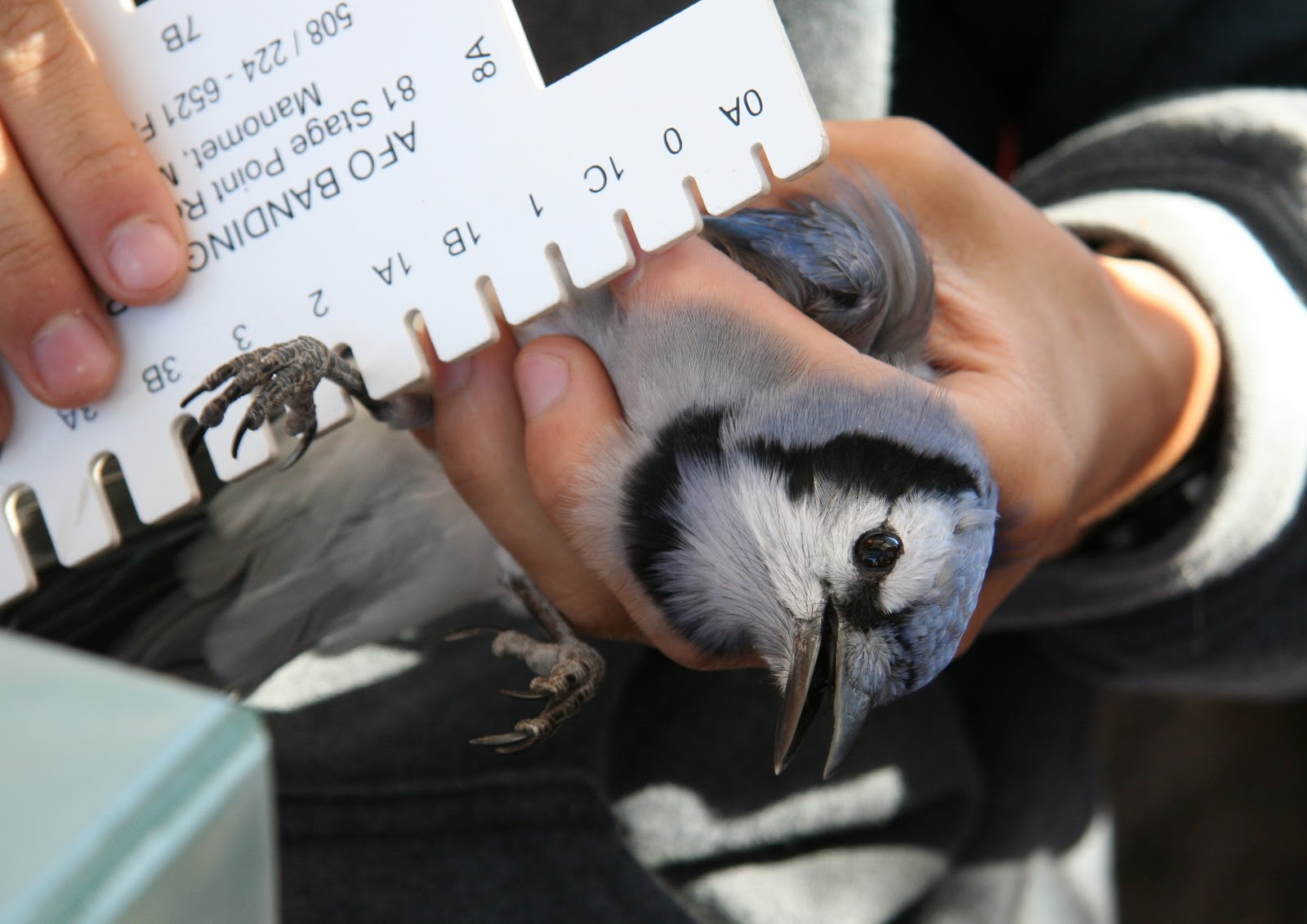 Birds and Such: Last Day of Fall Bird Banding