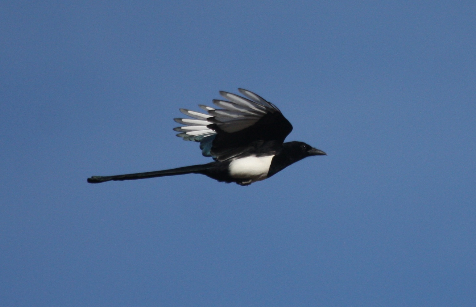 Birds and Such: Magpies, Magpie, and more Magpies