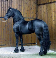 Cavalcare nei sogni: Il frisone "le razze dei cavalli"