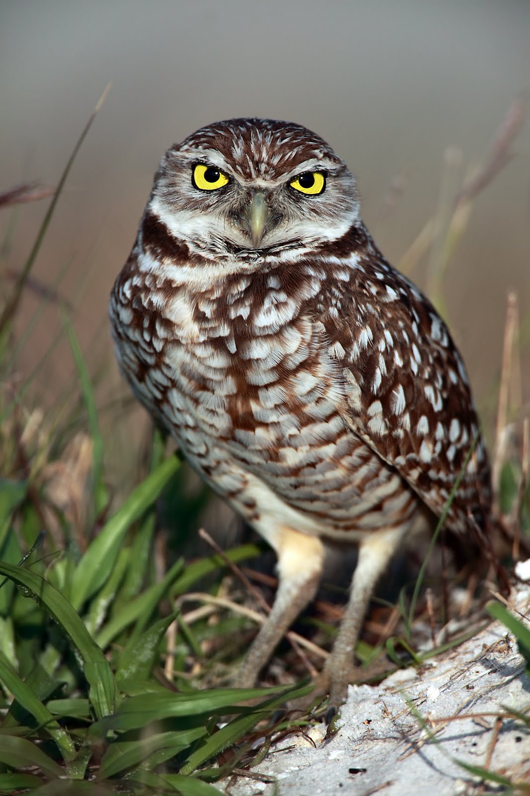 MLorenz Photography: The Burrowing Owls Of Cape Coral