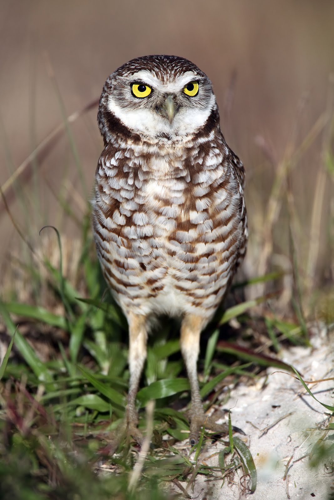 MLorenz Photography: The Burrowing Owls Of Cape Coral