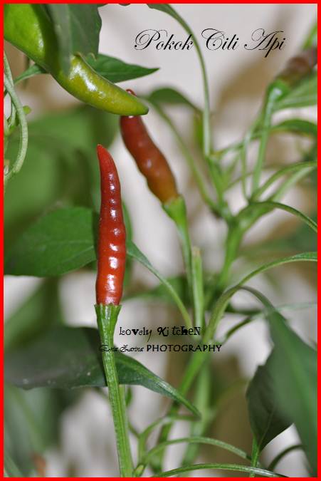 E-NA LOVELY KITCHEN ^_^: :-> Pokok Cili Api