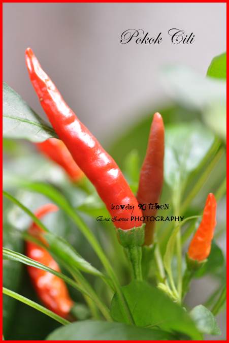 E-NA LOVELY KITCHEN ^_^: :-> Pokok Cili Api