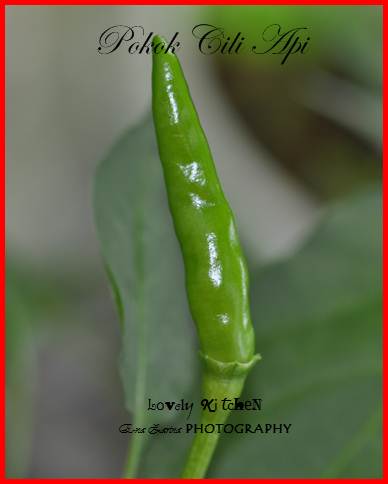 E-NA LOVELY KITCHEN ^_^: :-> Pokok Cili Api