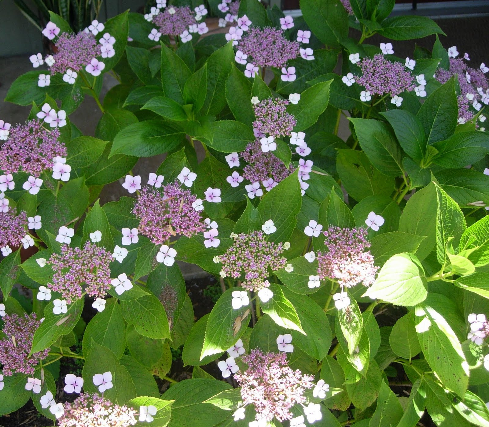 Thyme In A Bottle: Lace Cap Hydrangea (Hydrangea macrophylla). A Full ...