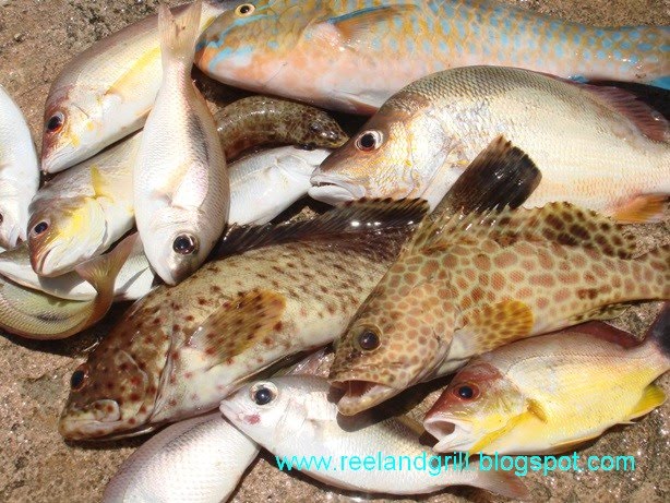 Reel and Grill: Mixed Bag of Fish Caught Shore Fishing in Sri Lanka