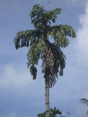 Reel and Grill: Kithul Treacle and Jaggery, Sweet & Healthy